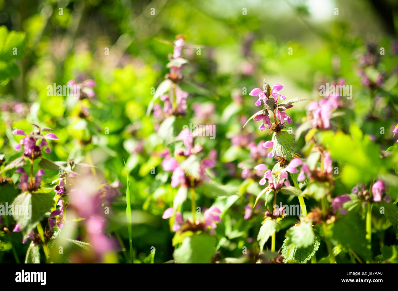 Princess nettle blooming with purple flowers at spring background Stock ...