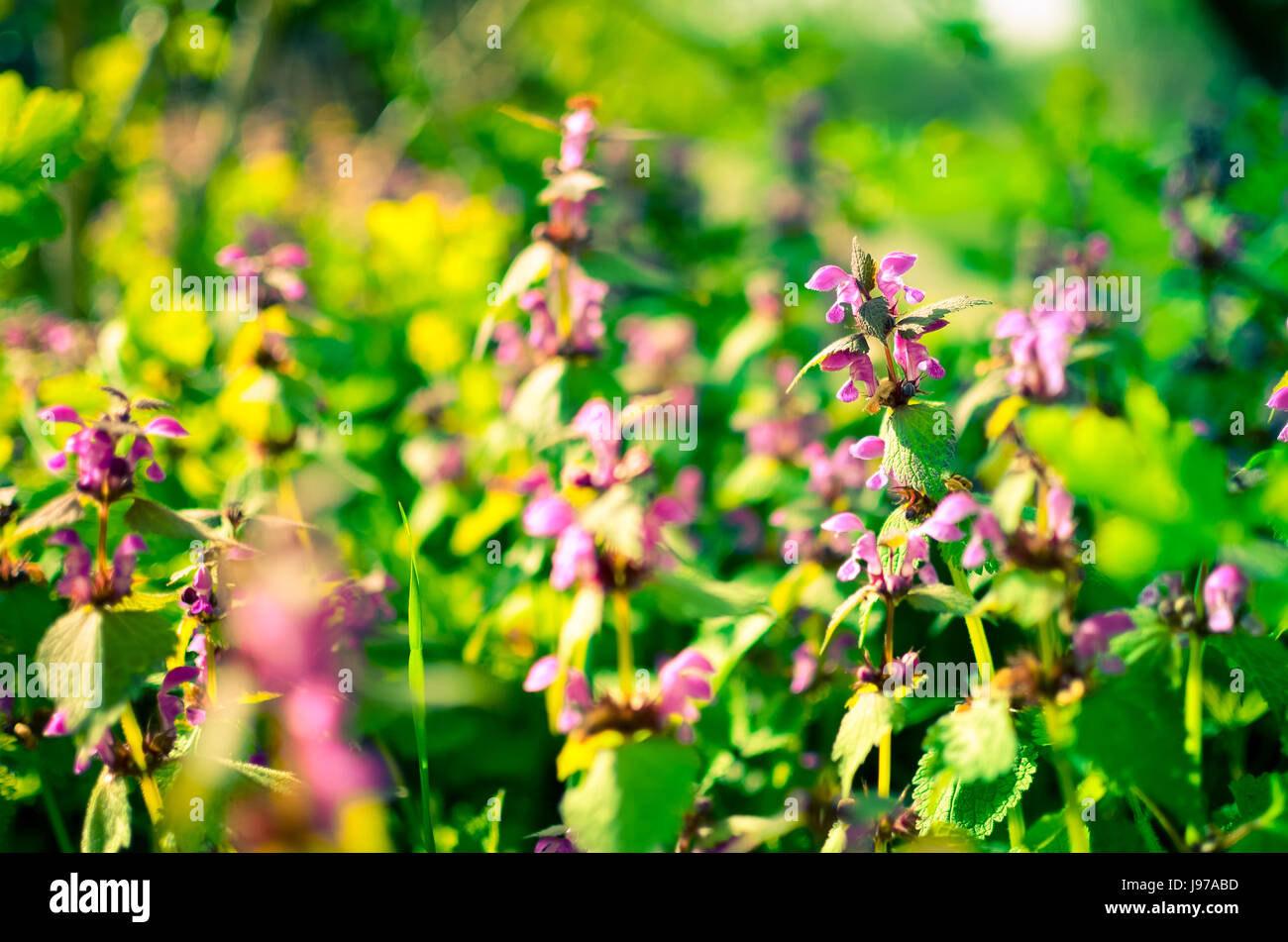 Princess nettle blooming with purple flowers at spring background Stock ...
