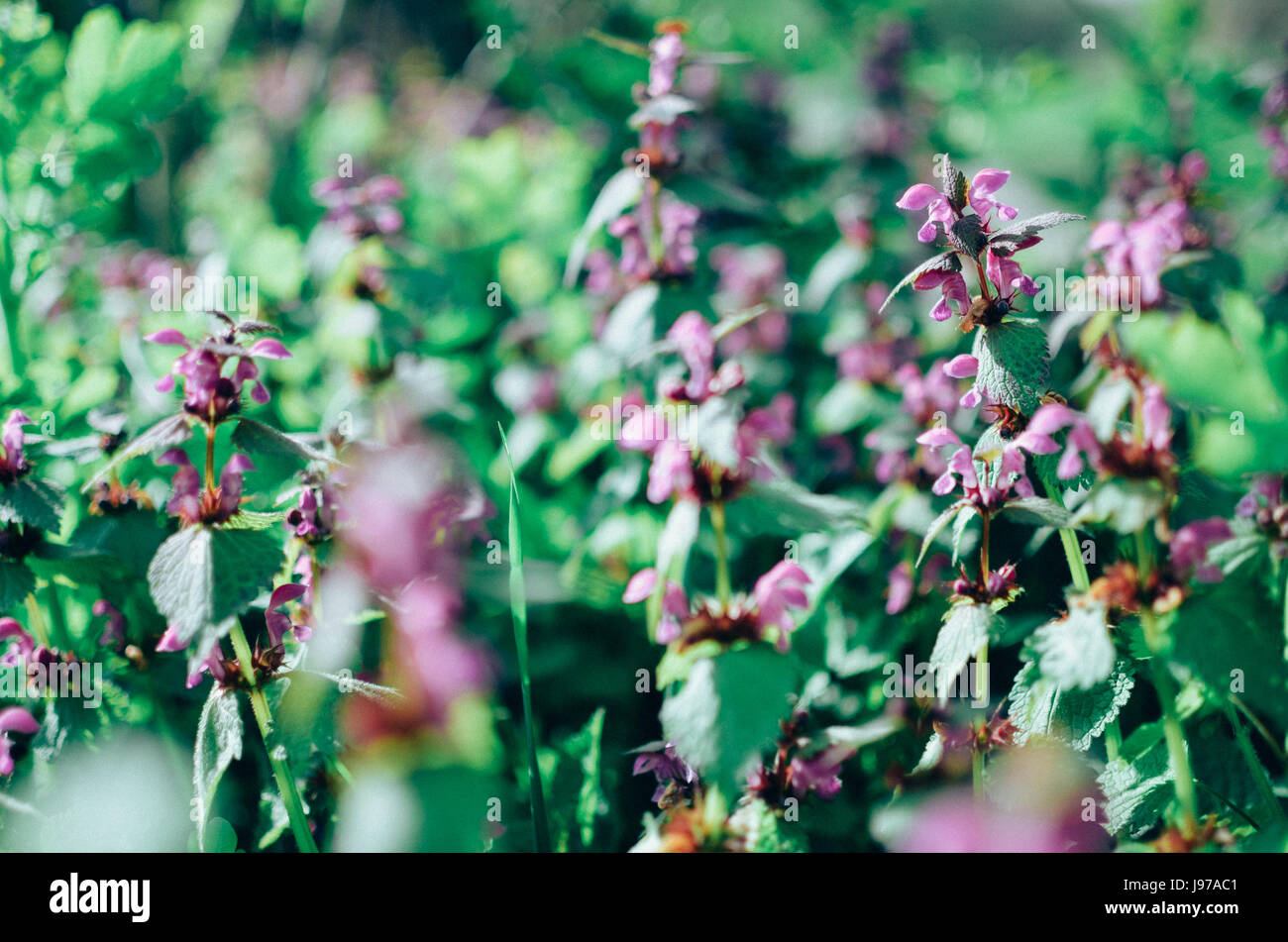 Princess nettle blooming with purple flowers at spring background Stock ...