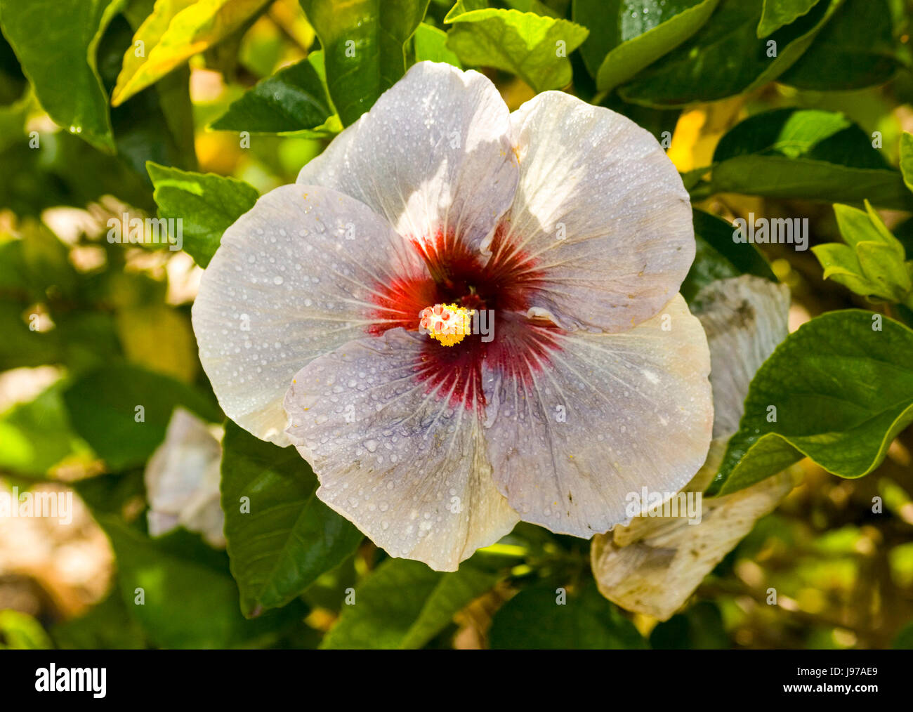 Hibiscus White/Red Hawaiian Stock Photo - Alamy