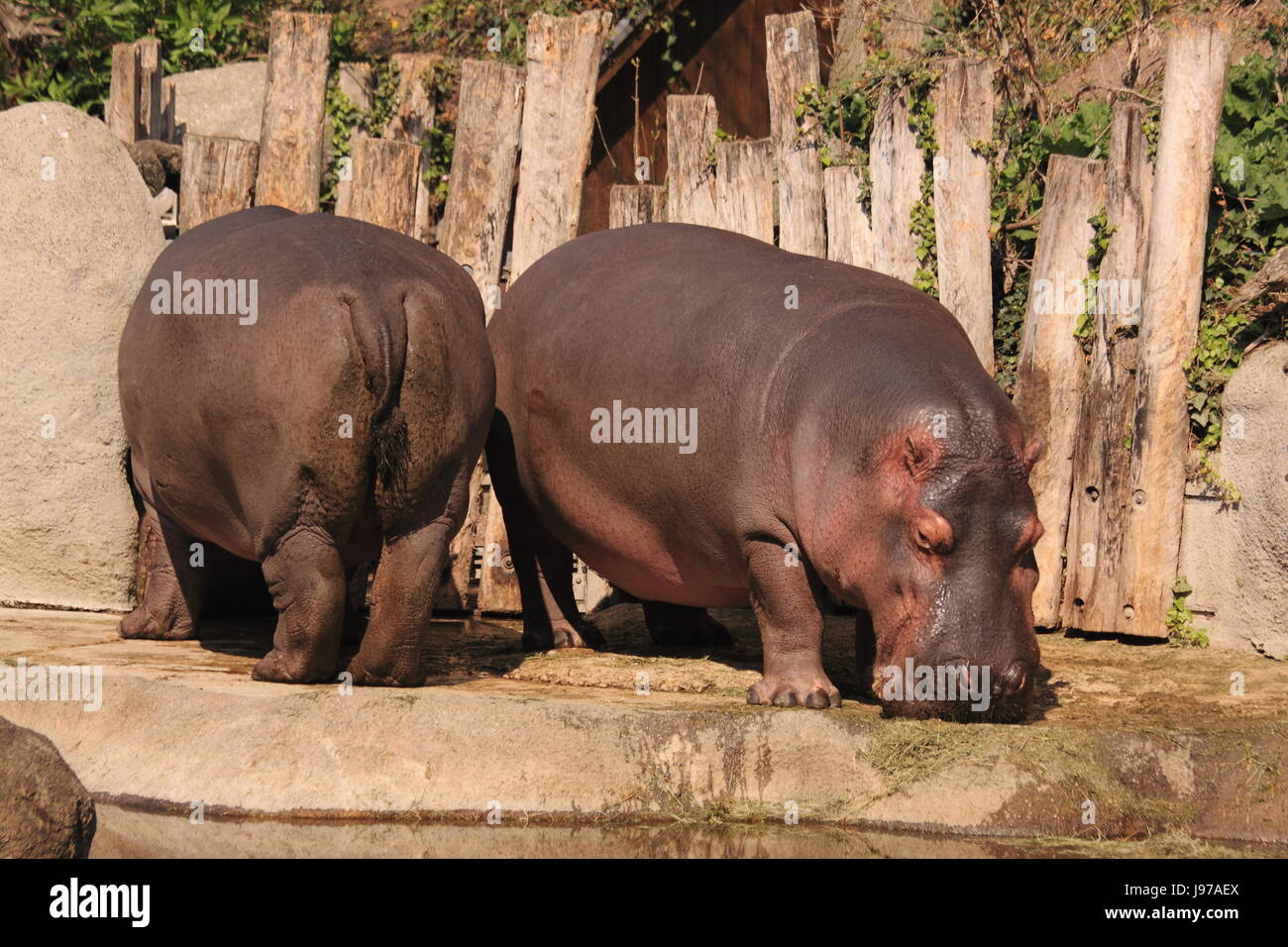 Skull boring hi-res stock photography and images - Alamy