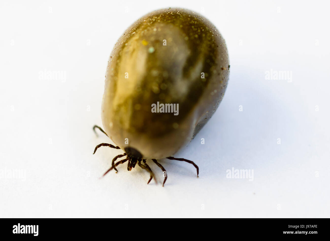 Ticken hi-res stock photography and images - Alamy