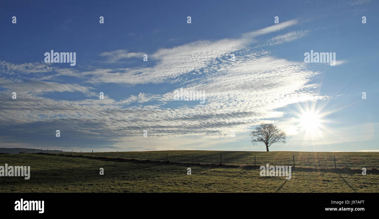 the lonely tree Stock Photo - Alamy