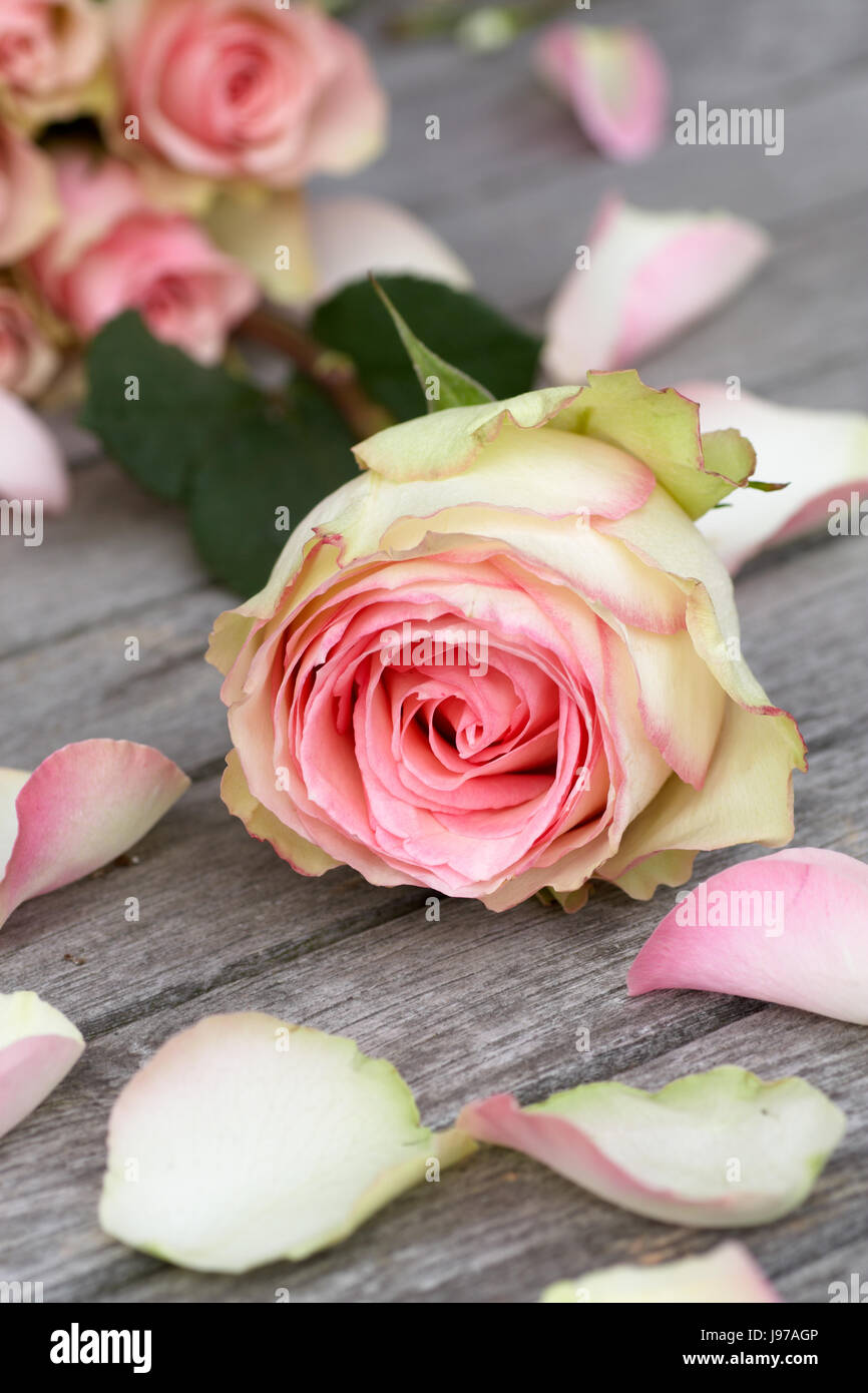 rose with rose petals Stock Photo - Alamy