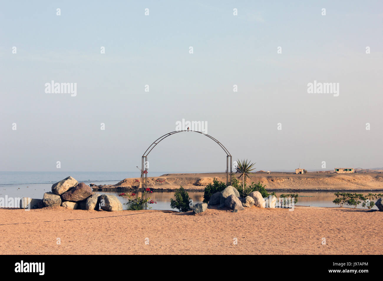bird of the red sea Stock Photo - Alamy