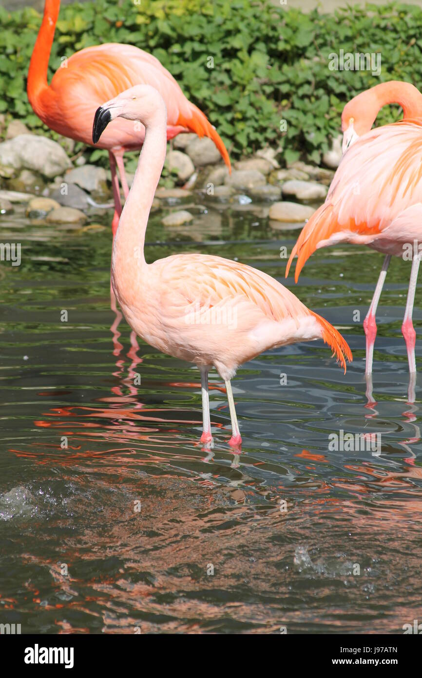 flamingos in a zoo Stock Photo - Alamy