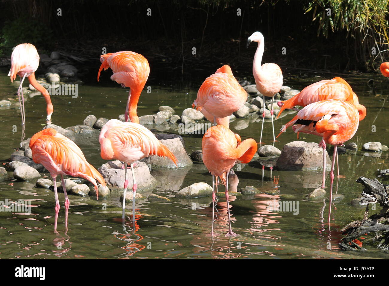 flamingos in a zoo Stock Photo - Alamy