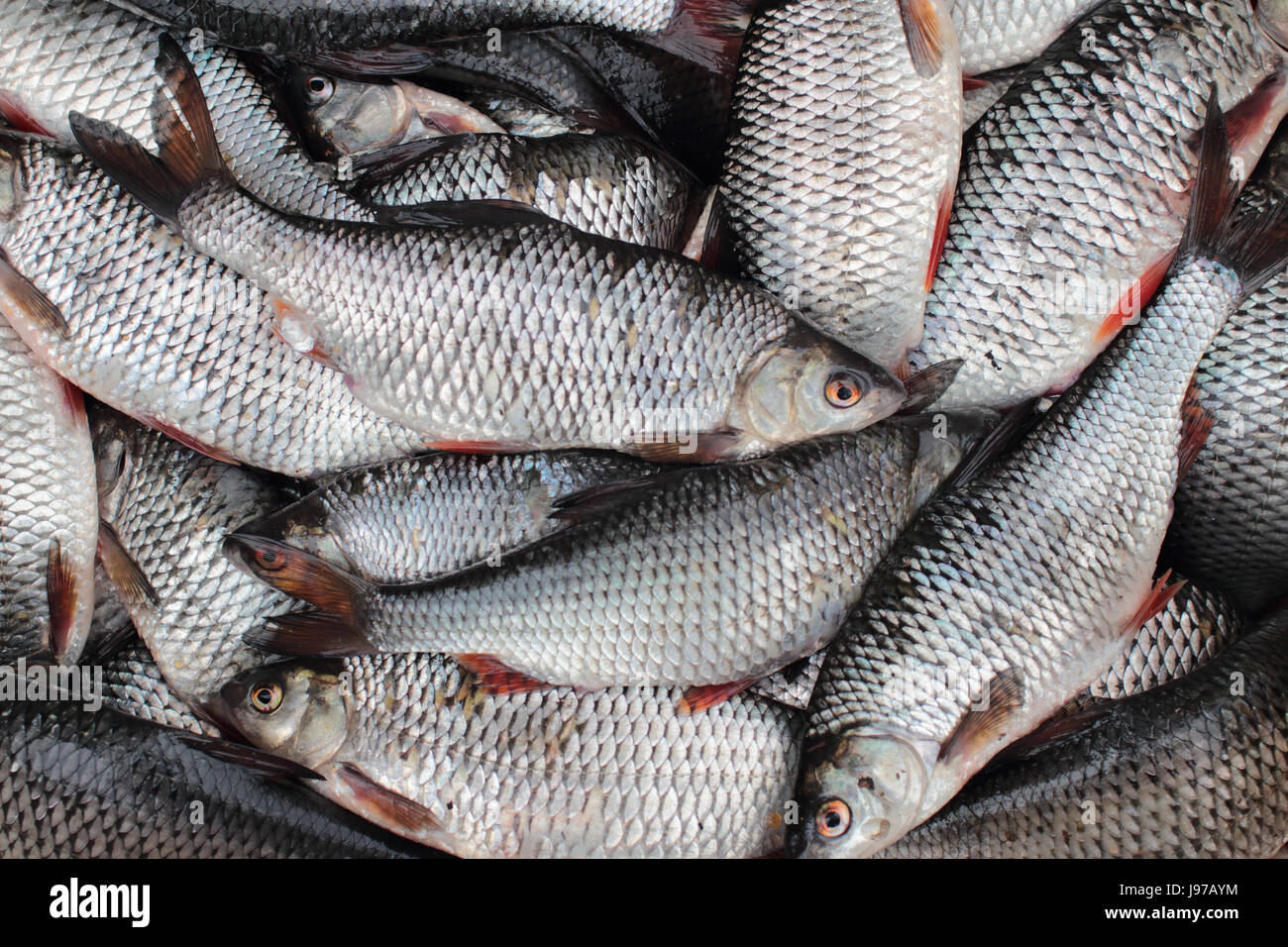 Close up view freshwater roach hi-res stock photography and images - Alamy