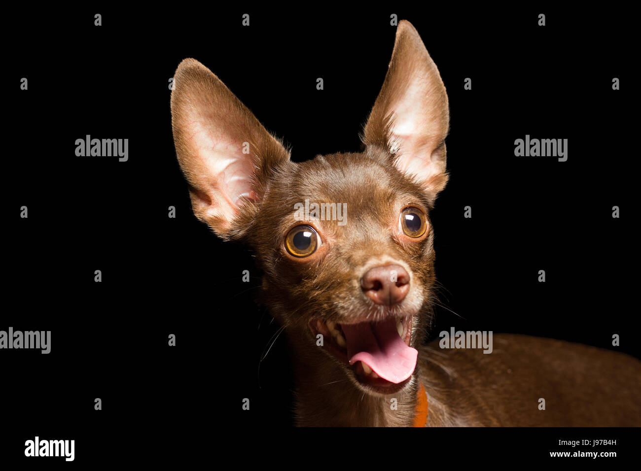 Dog opening mouth hi-res stock photography and images - Alamy