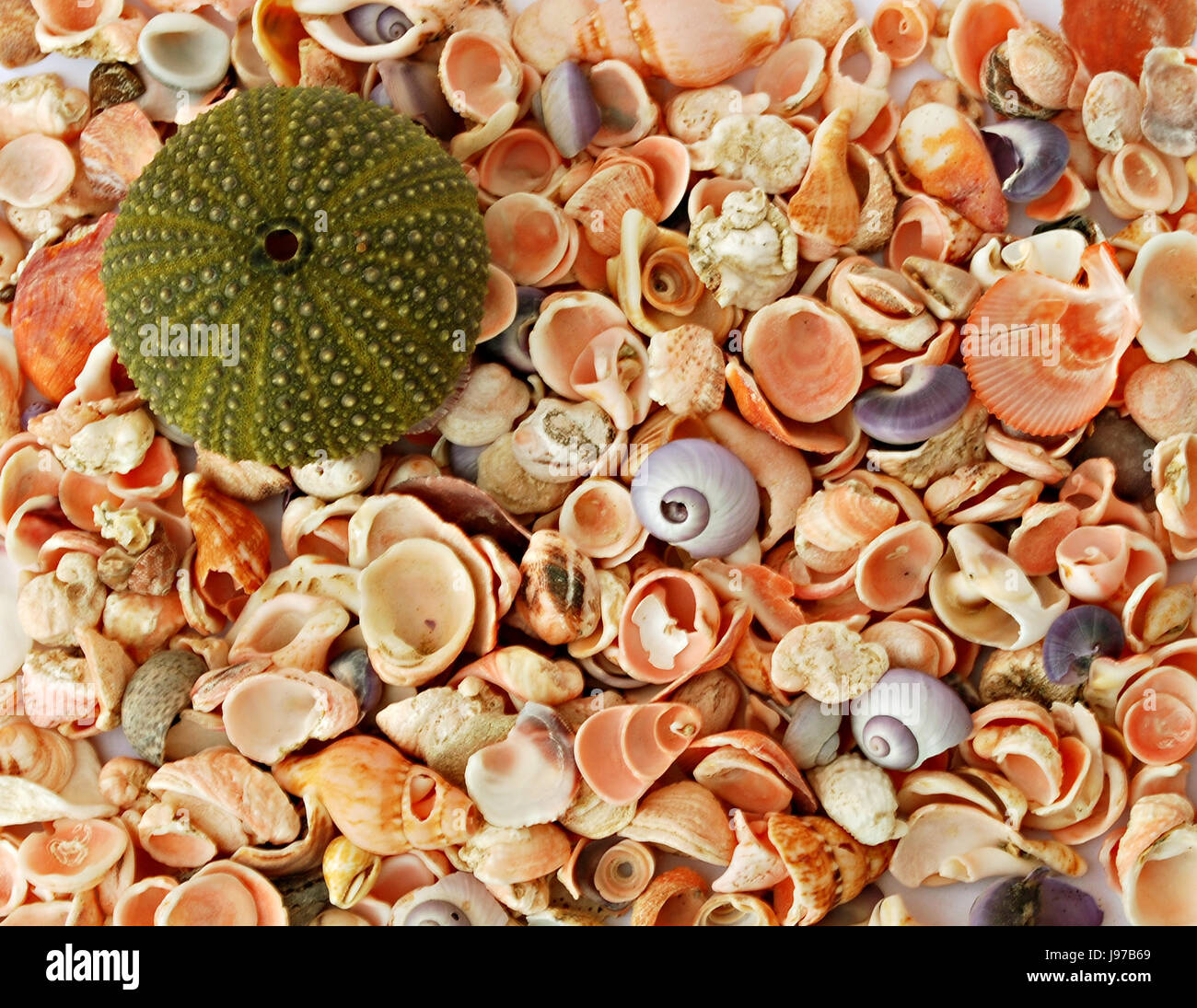 animal, mollusc, shell, spiral, snail, seashell, helical, gastropod ...