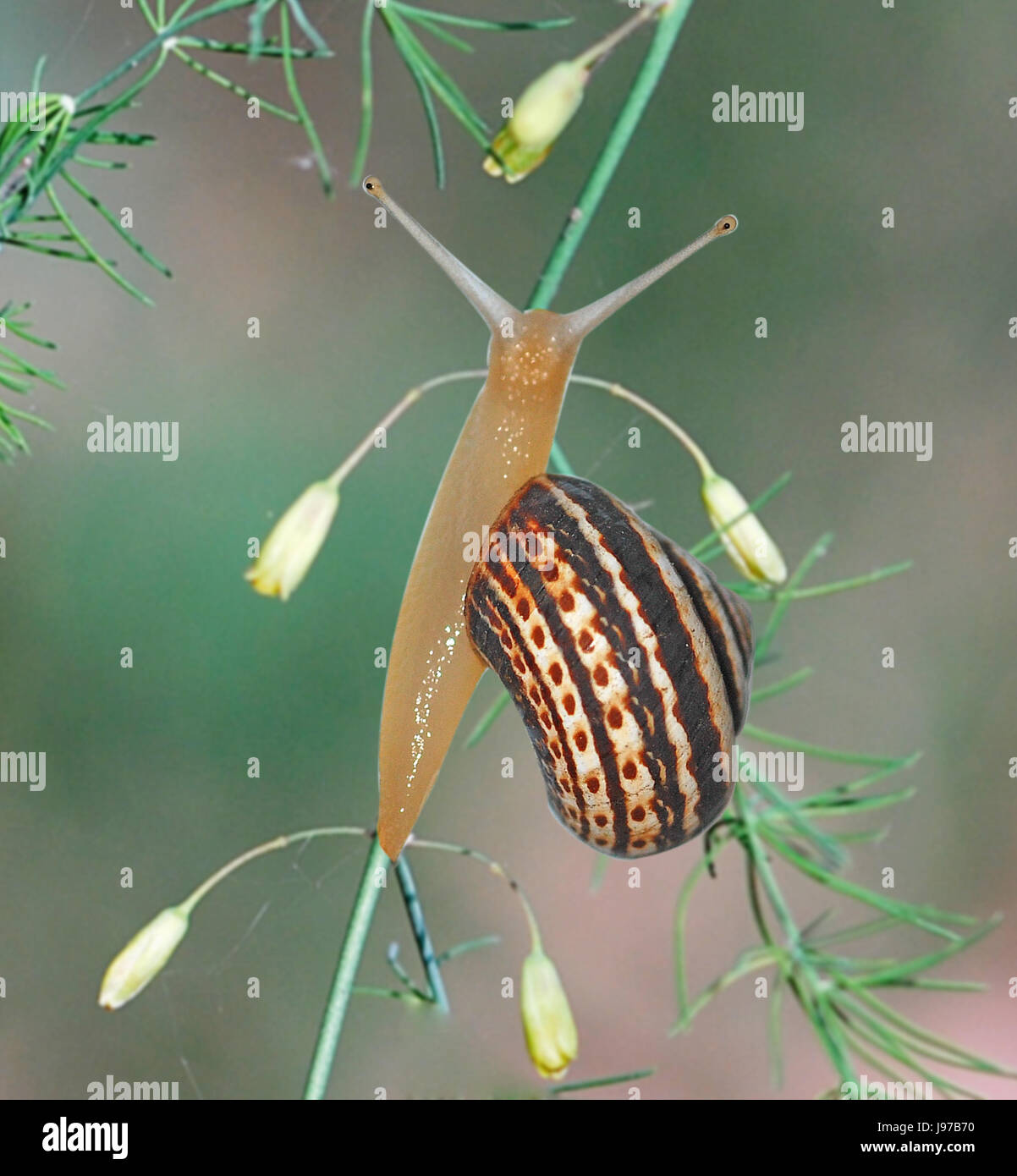 close, closeup, animal, shell, snail, up, on, land, tentacle, realty ...
