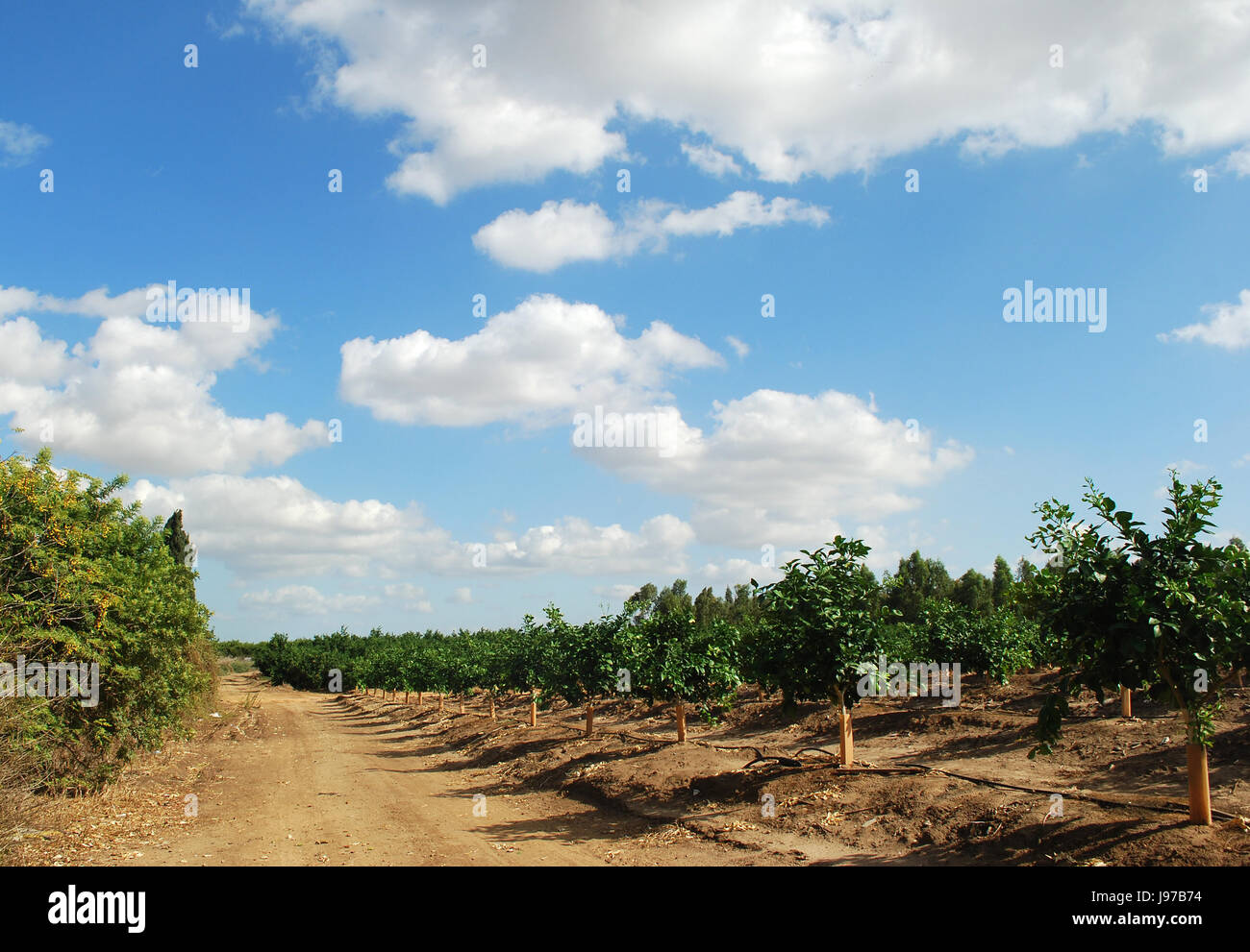 orange, tree, garden, agriculture, farming, fruit, orchard, citrus ...
