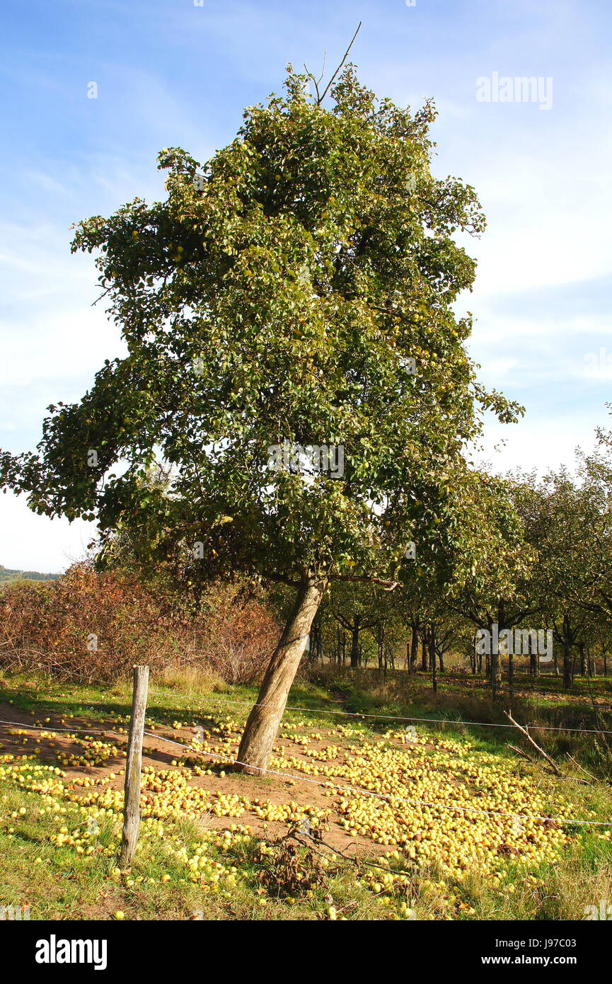 apple tree with lots of windfalls Stock Photo - Alamy