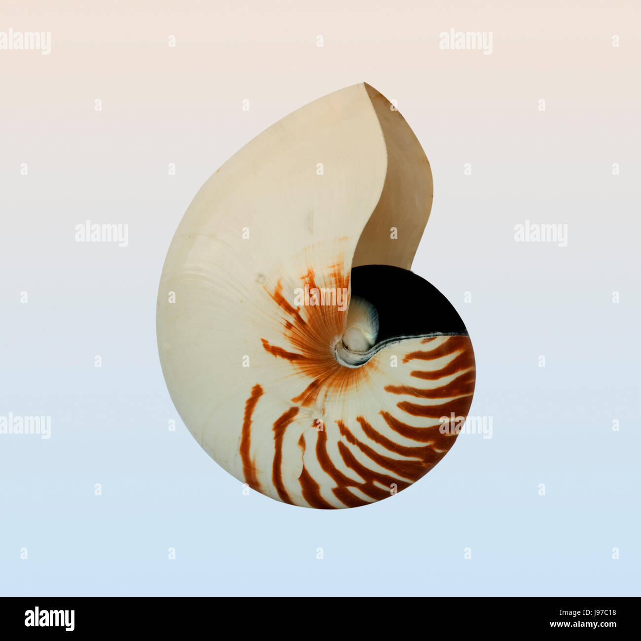 isolated, animal, shell, navy, marine, seashell, calcite, helix ...