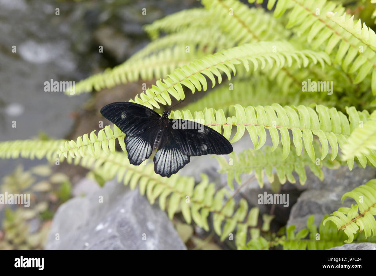 Memmon hi-res stock photography and images - Alamy