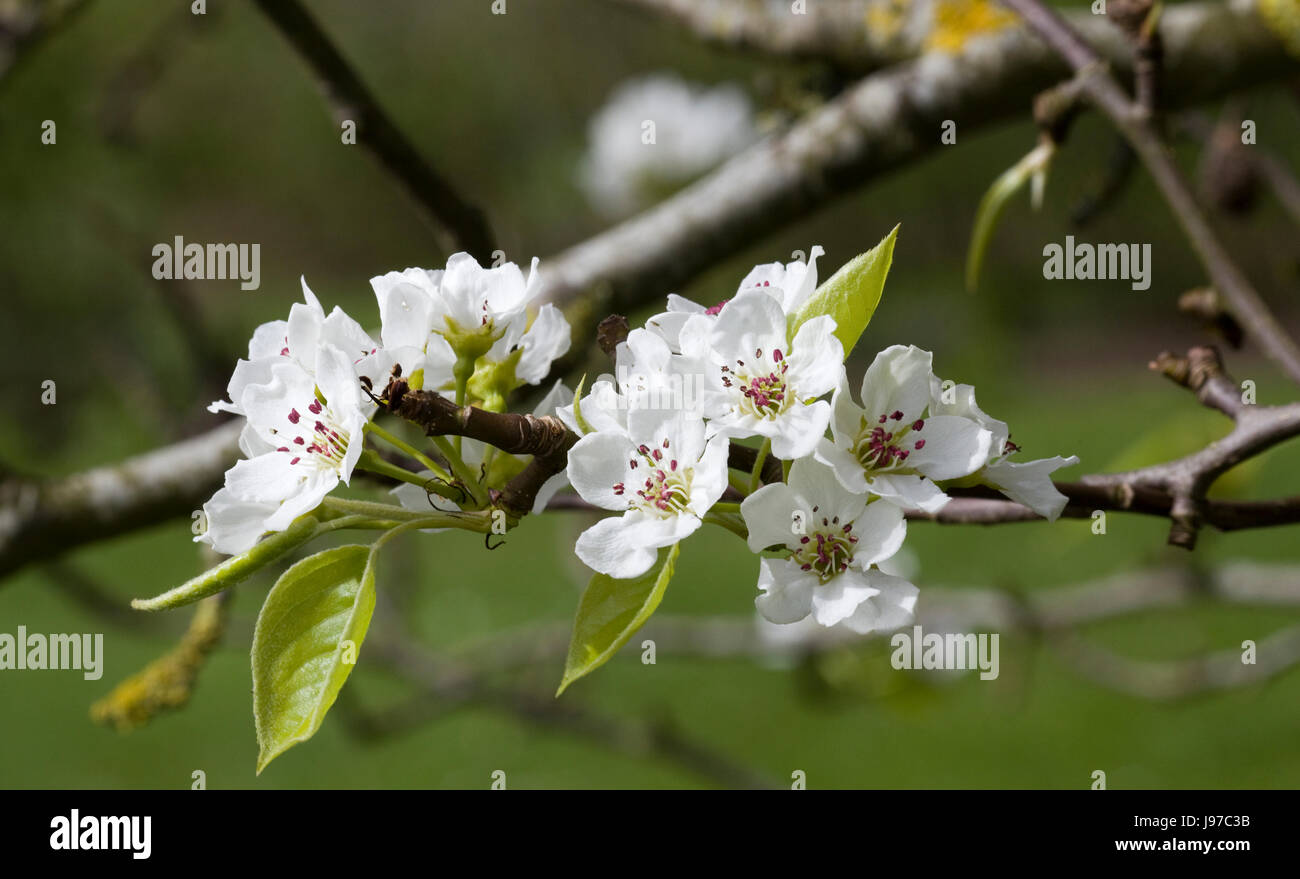 Hawthorns hedge hi-res stock photography and images - Alamy