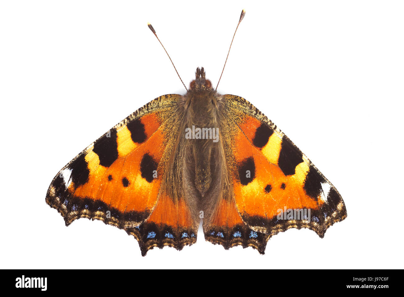 butterfly small tortoiseshell Stock Photo - Alamy