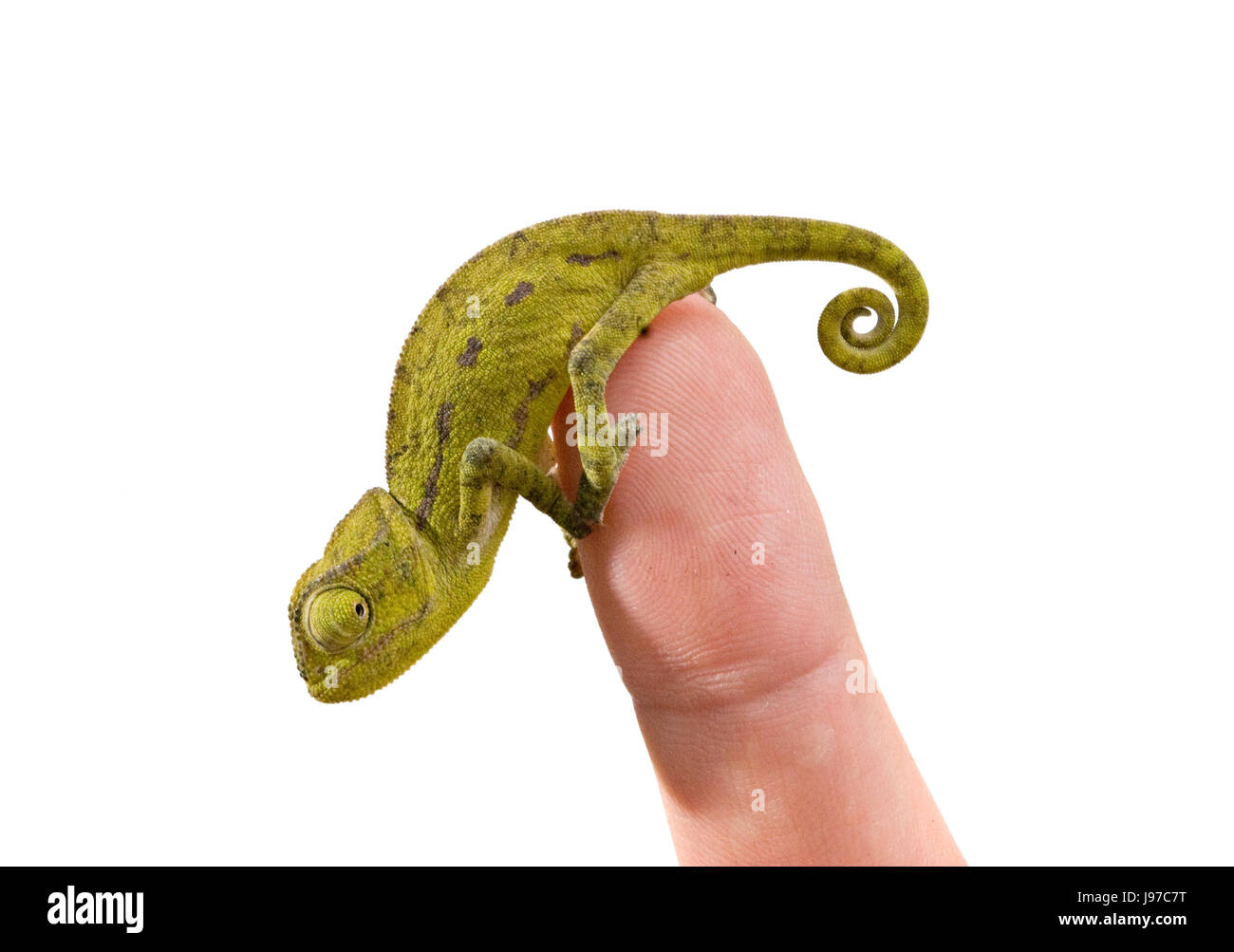 finger, isolated, closeup, animal, reptile, chameleon, common, backdrop ...