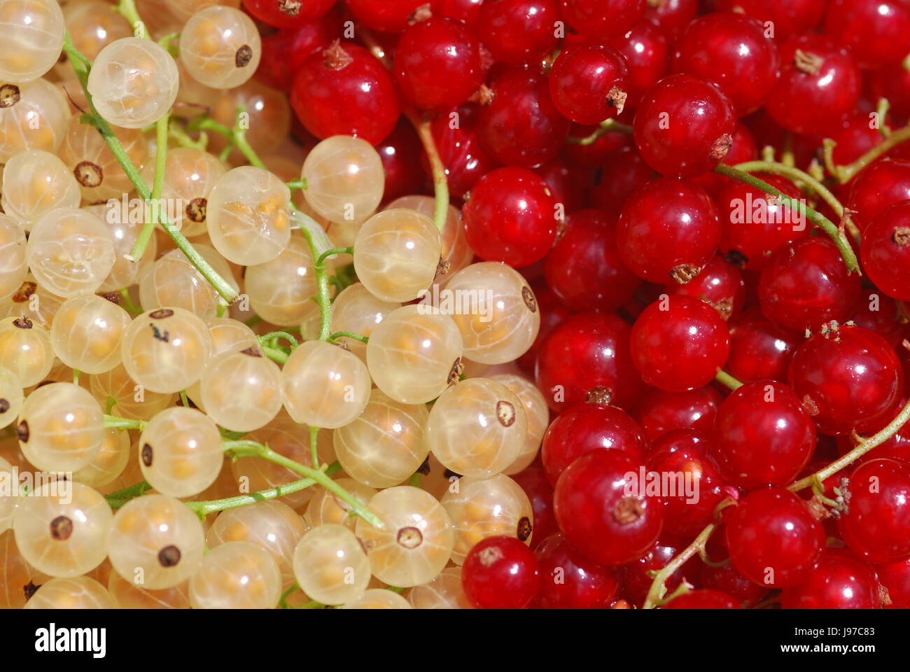 red and white currants yin yang Stock Photo - Alamy