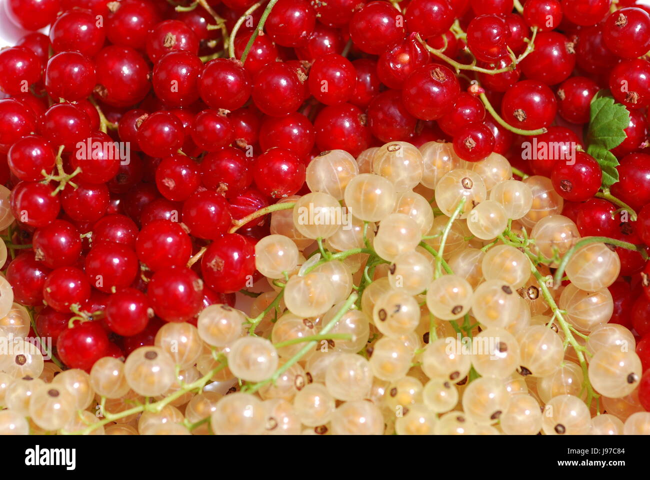 red and white currants yin yang Stock Photo - Alamy
