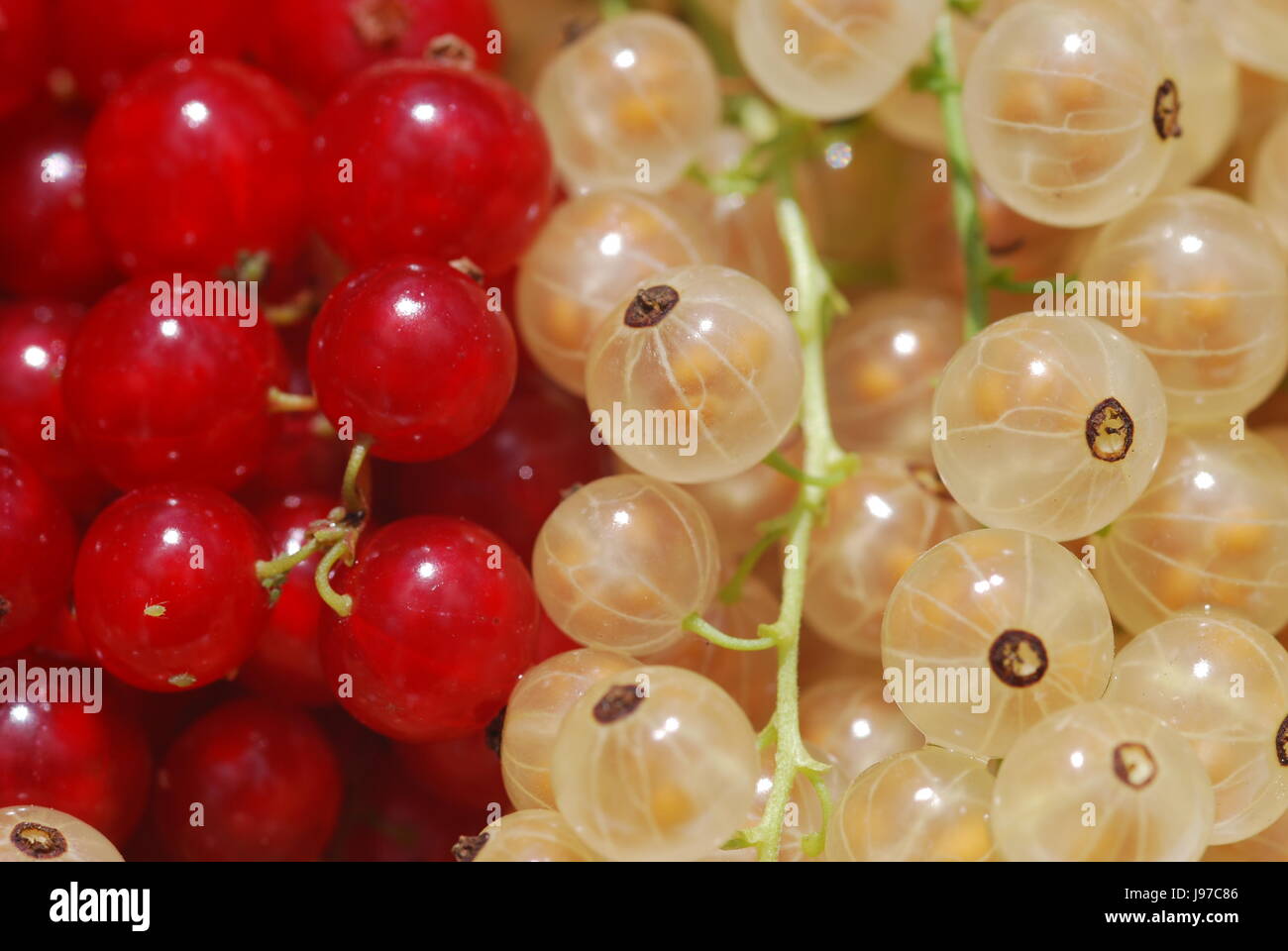 White currants bushes hi-res stock photography and images - Alamy