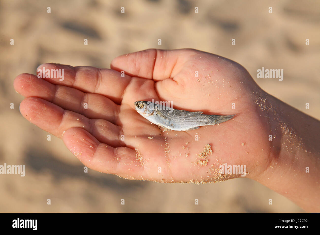 child's hand with a small fish Stock Photo - Alamy