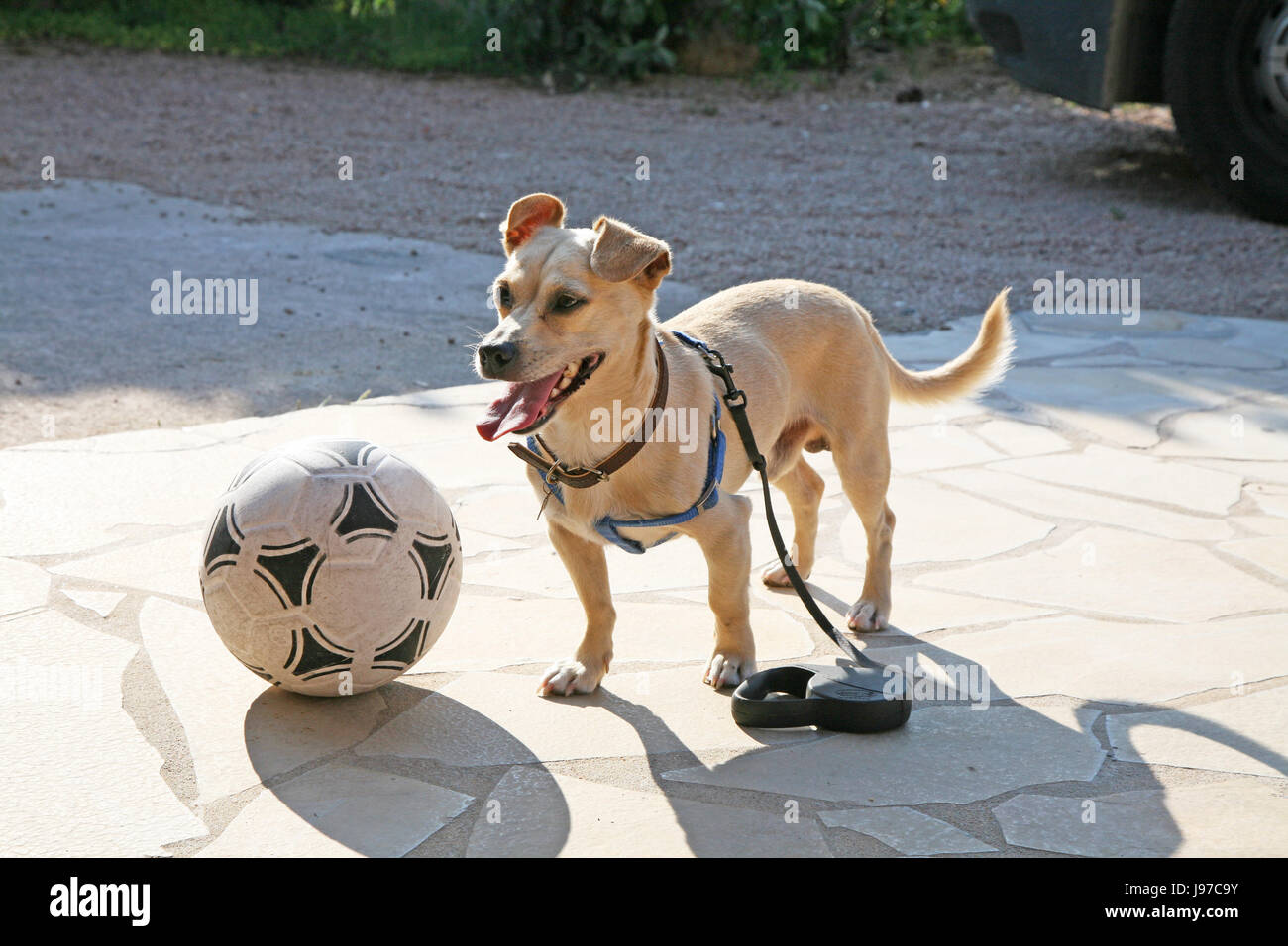 dog with football Stock Photo - Alamy