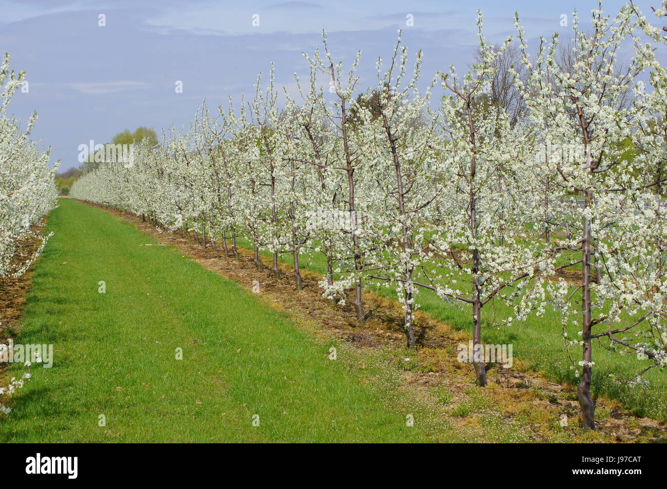 bloom, blossom, flourish, flourishing, spring, fruit-tree, tree, trees ...