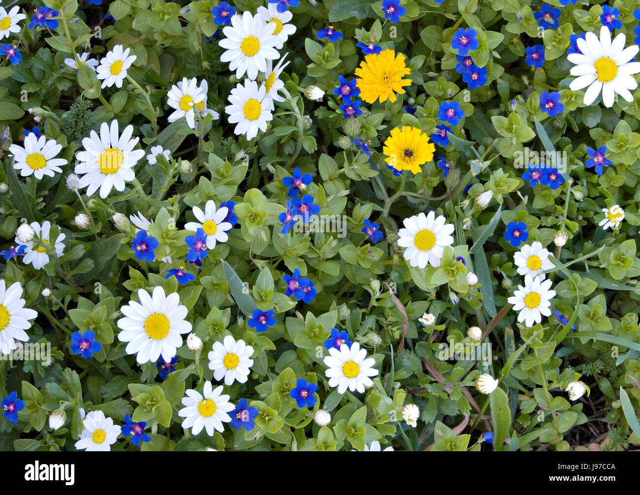 blue, flower, plant, wild, leaves, field, german, herb, colorful ...