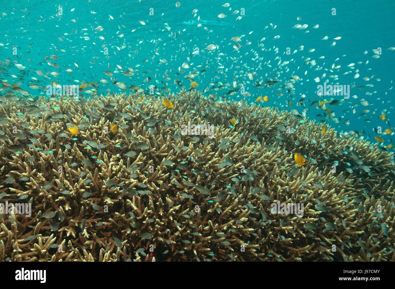 Harsh fish underwater fish pisces hi-res stock photography and images ...