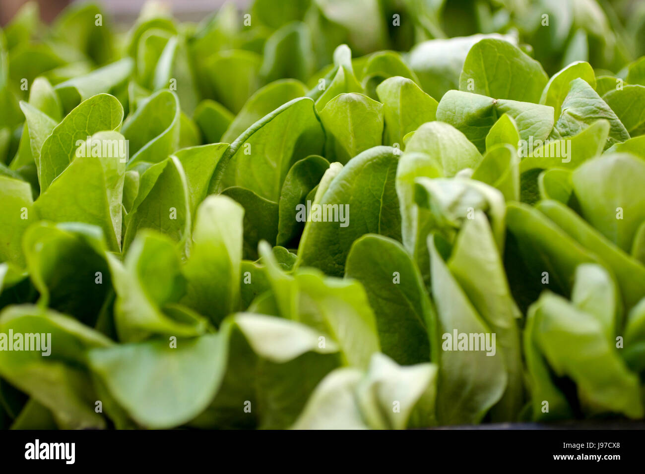 leaves, biological, vegetable, lettuce, ingredient, salad, foliage ...