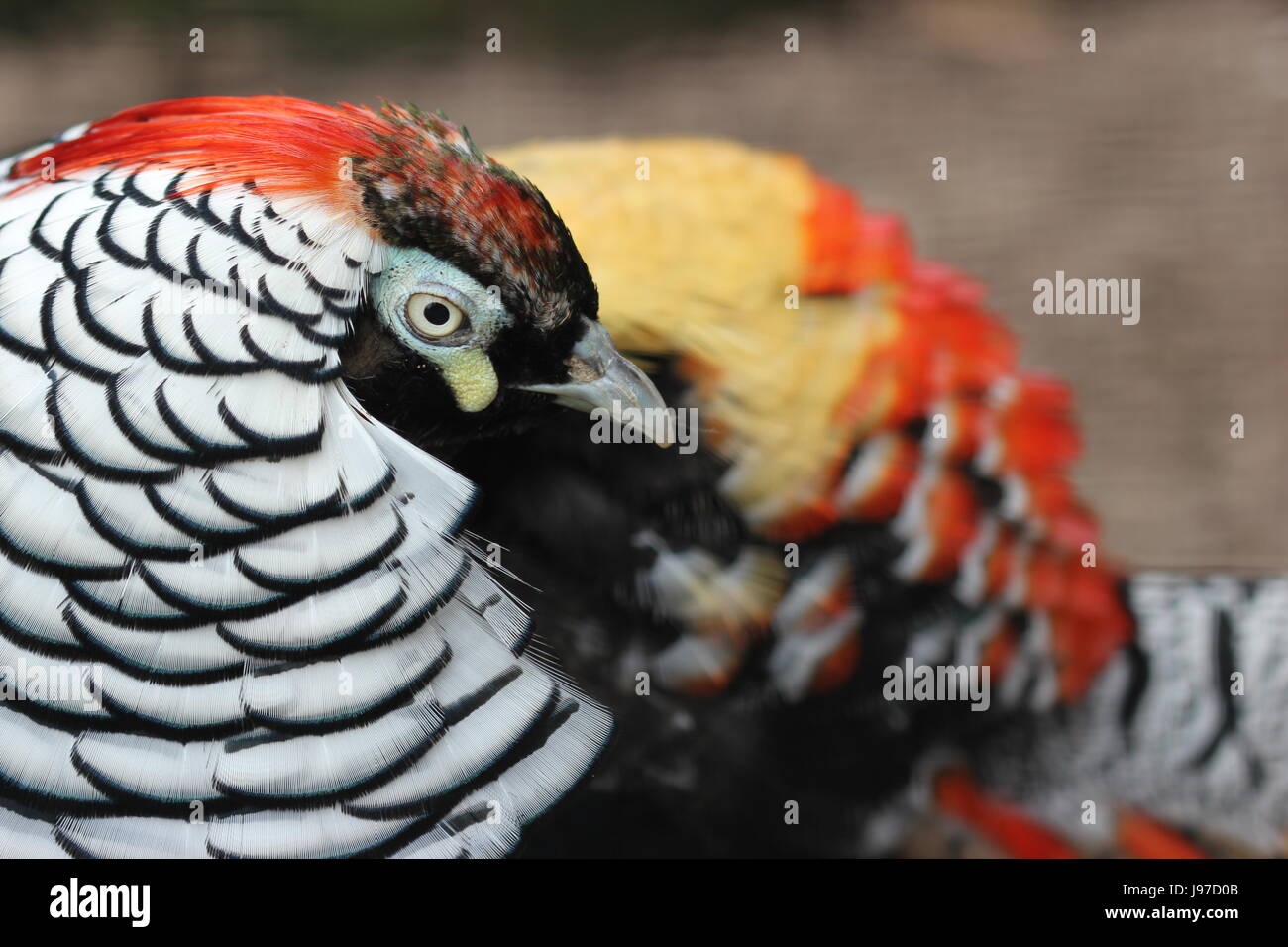lady amherst's pheasant in tierpark sababurg Stock Photo - Alamy