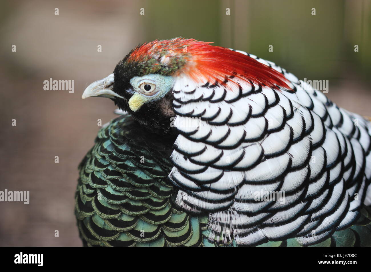 lady amherst's pheasant in tierpark sababurg Stock Photo - Alamy