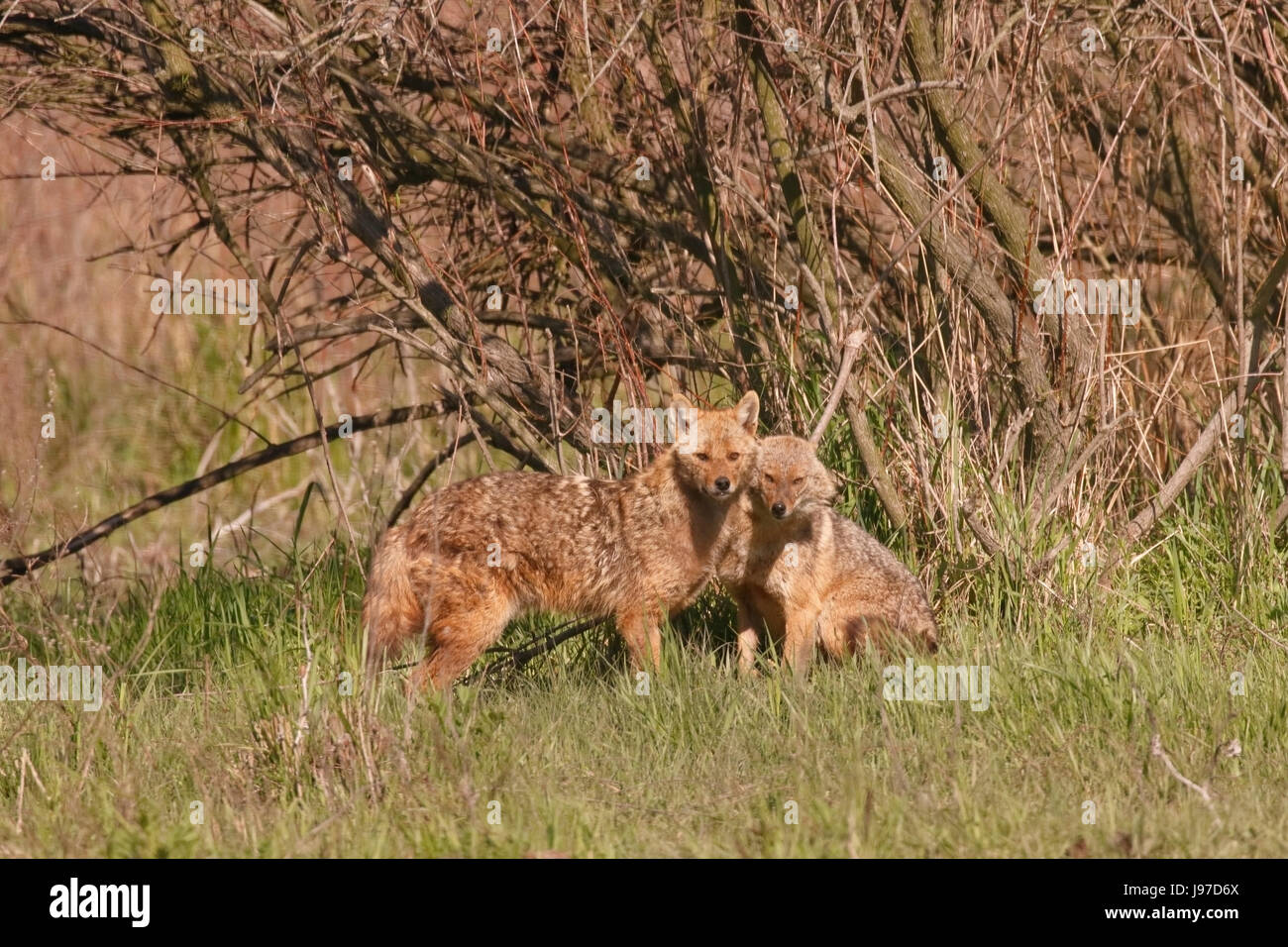 golden jackal (Canis aureus), male and female together in vegetation, Danube delta, Romania ...