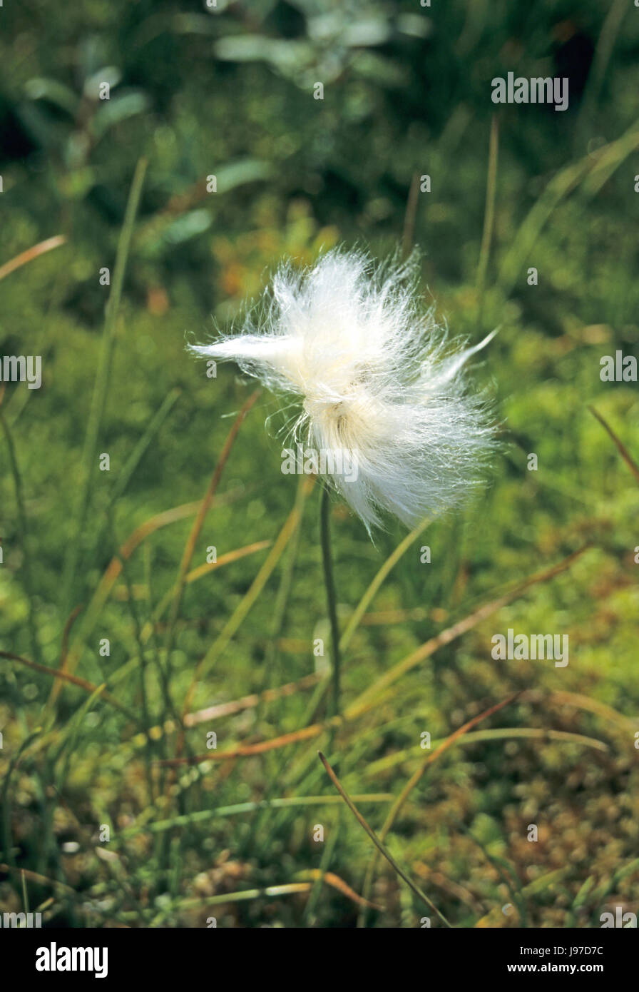 Cottongrass with fluffy mass Stock Photo - Alamy