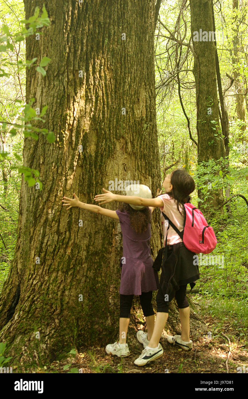 Two little girls trying to hug a large tree in the woods Stock Photo ...