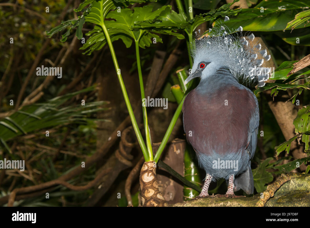 Crowned Pigeon Species High Resolution Stock Photography and Images - Alamy