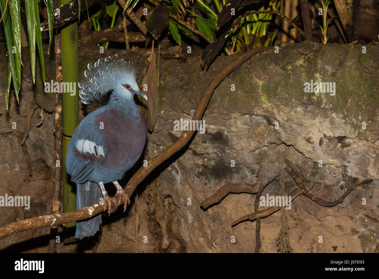 Crowned Pigeon Species High Resolution Stock Photography and Images - Alamy