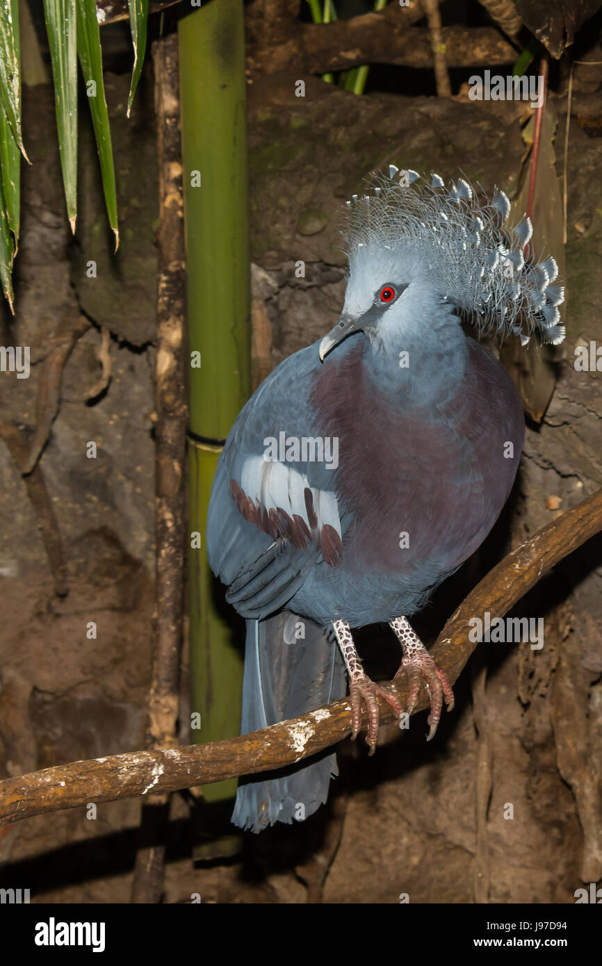 Crown victoria bird hi-res stock photography and images - Alamy
