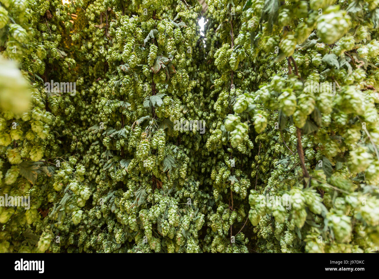 Kentish hops fields Stock Photo - Alamy