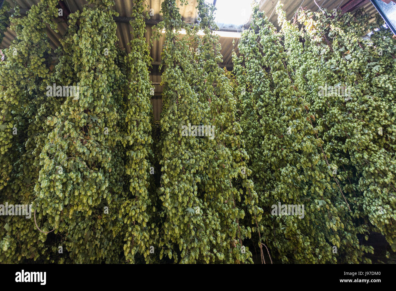 Hops fields hi-res stock photography and images - Alamy