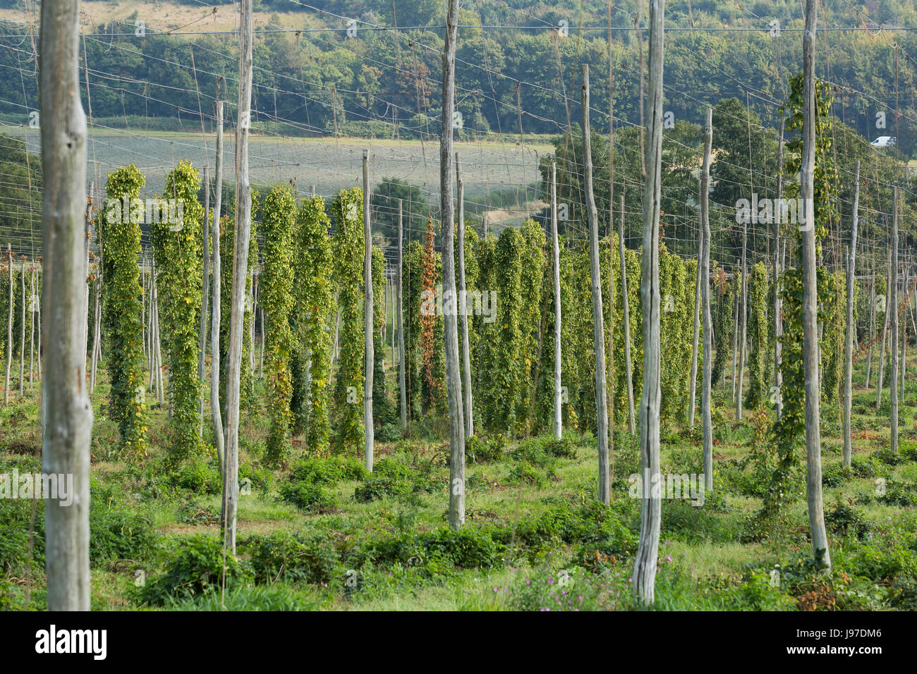Kentish hops fields Stock Photo - Alamy