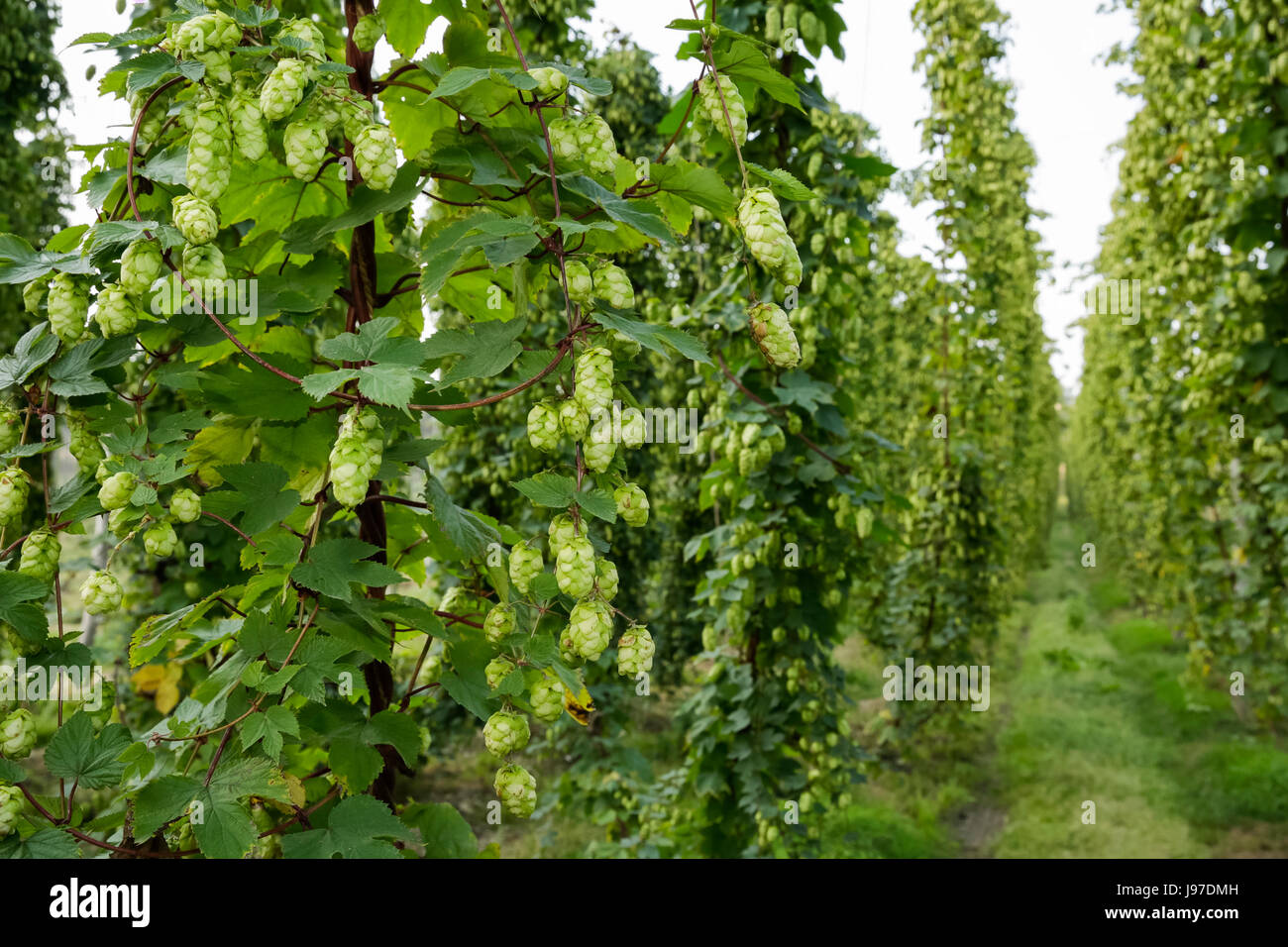 Kentish hops fields Stock Photo - Alamy