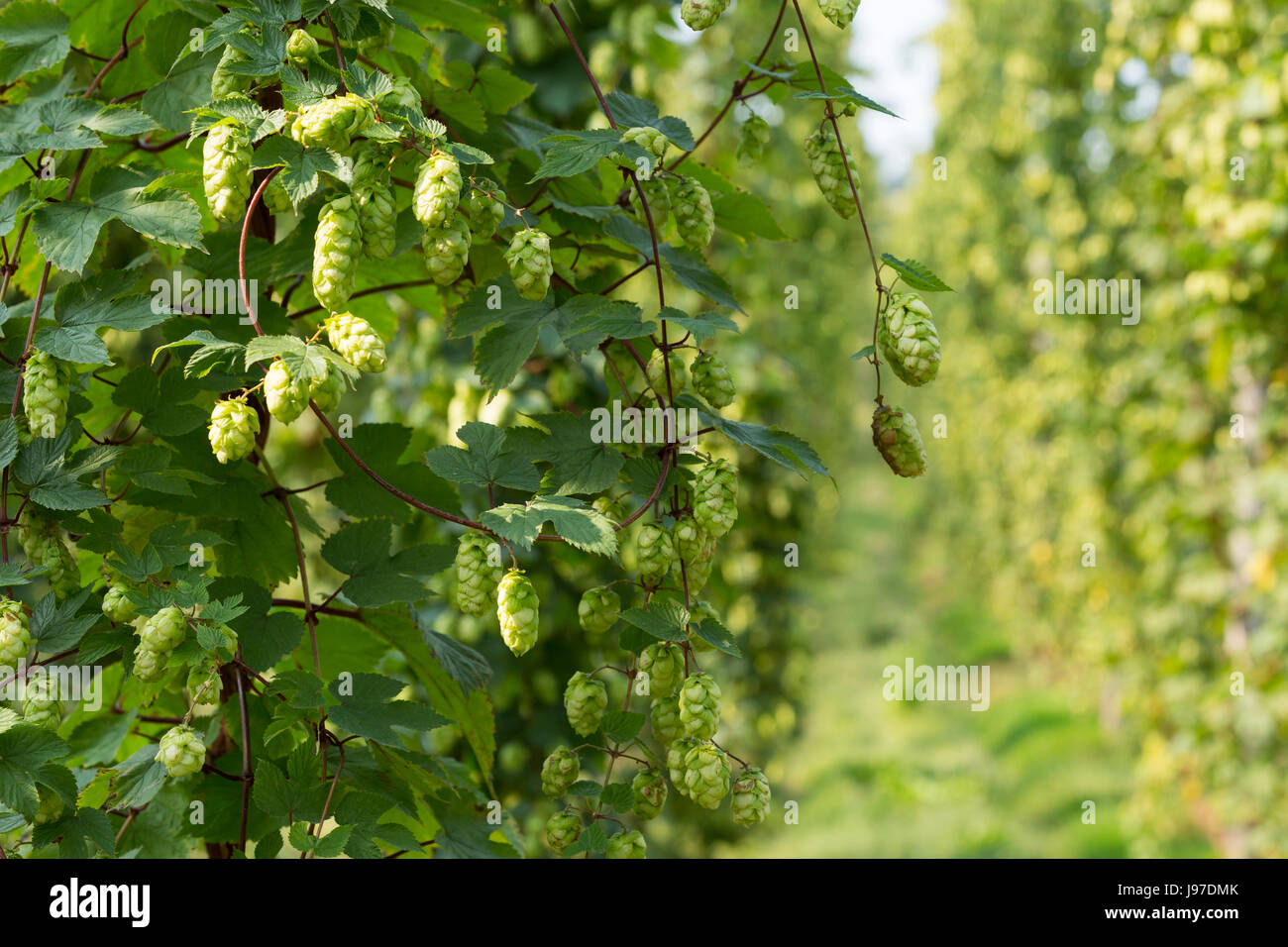 Kentish hops fields Stock Photo - Alamy