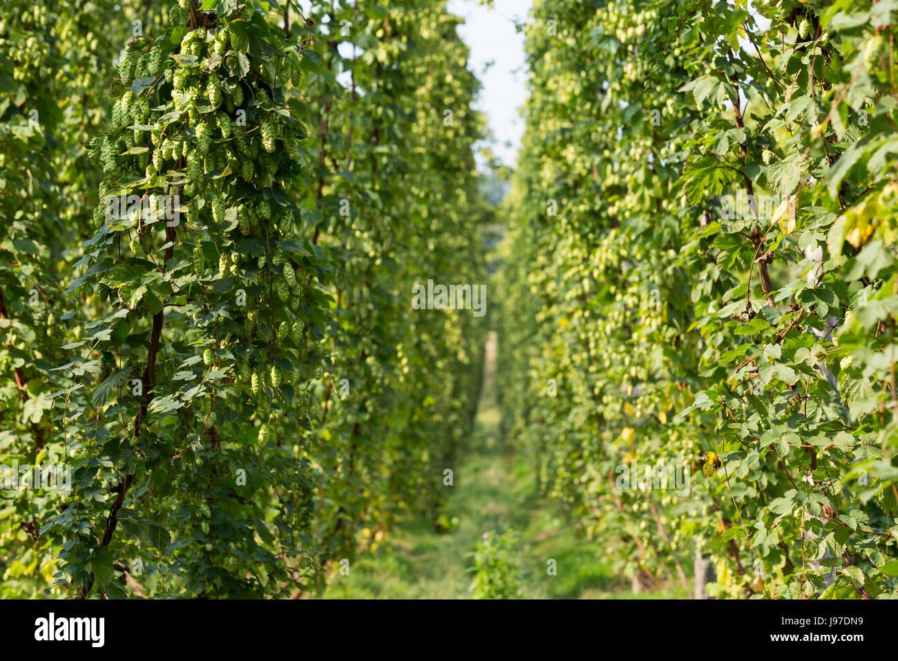 Hops fields hi-res stock photography and images - Alamy