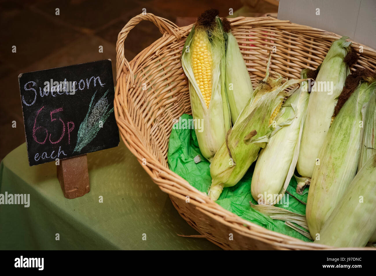 Hand picked corn on the cob Stock Photo - Alamy
