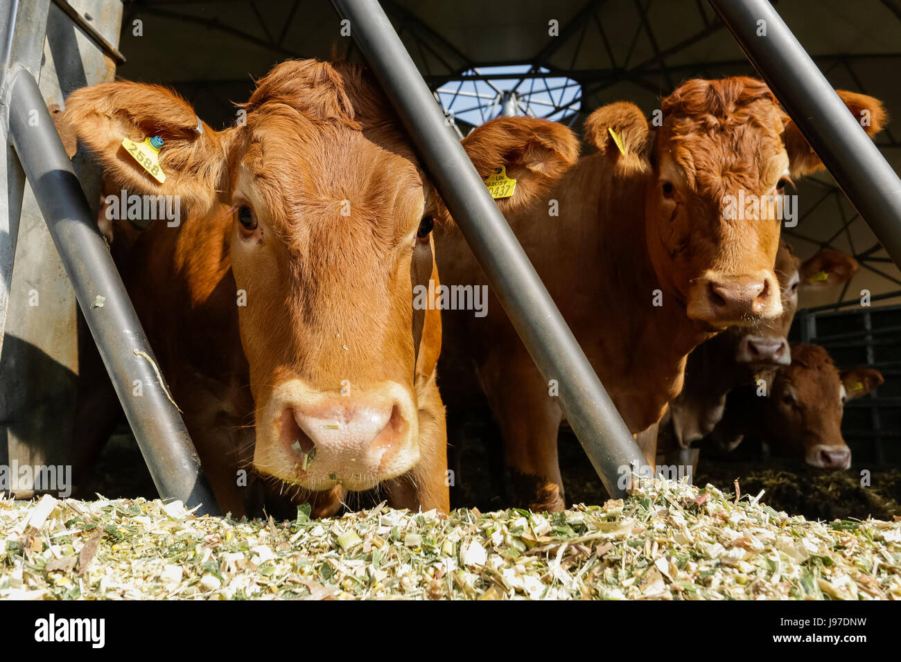 Limousin cattle feeding Stock Photo - Alamy