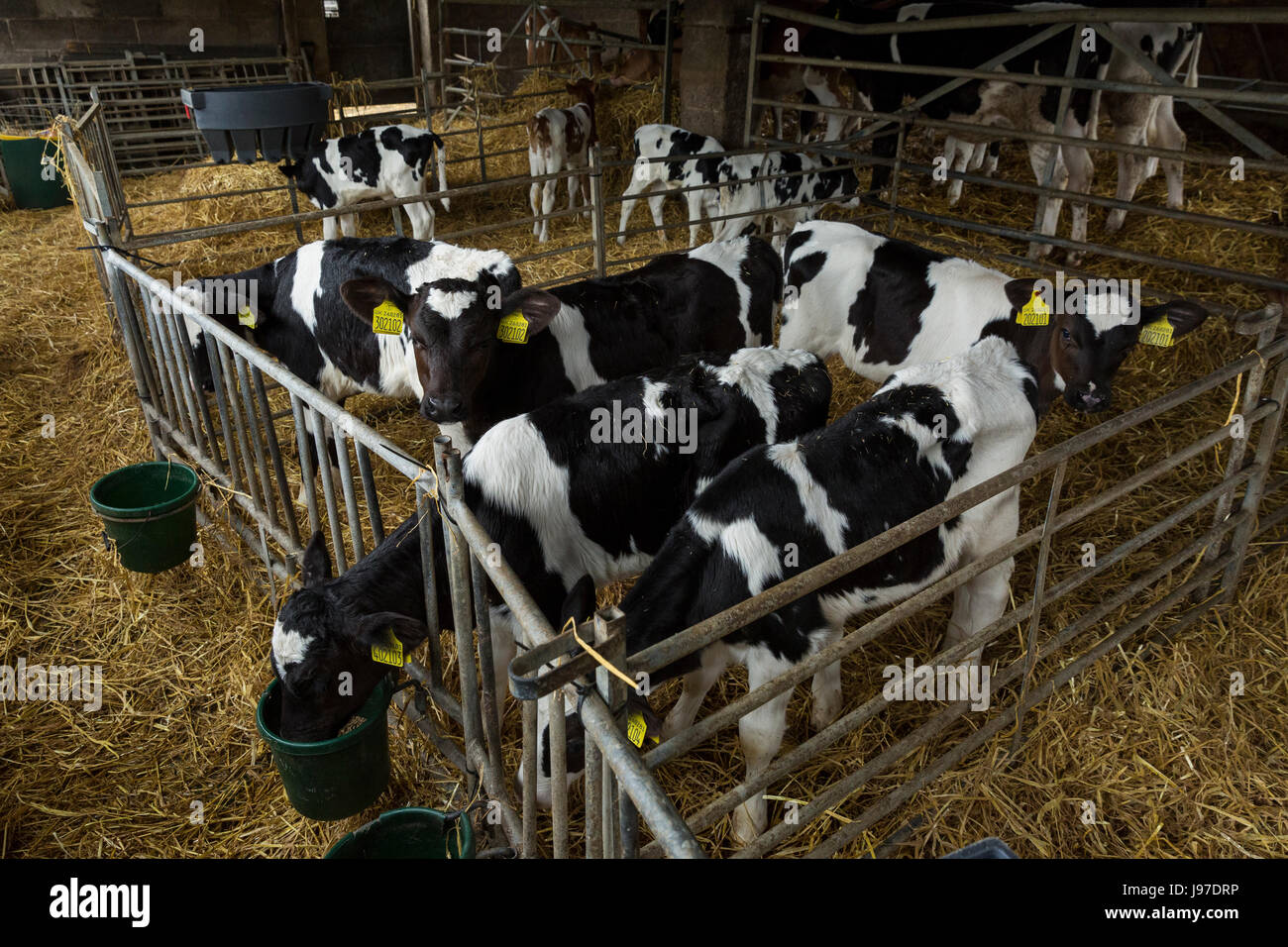 I month old Holstein Friesian calves in the sheds Stock Photo - Alamy