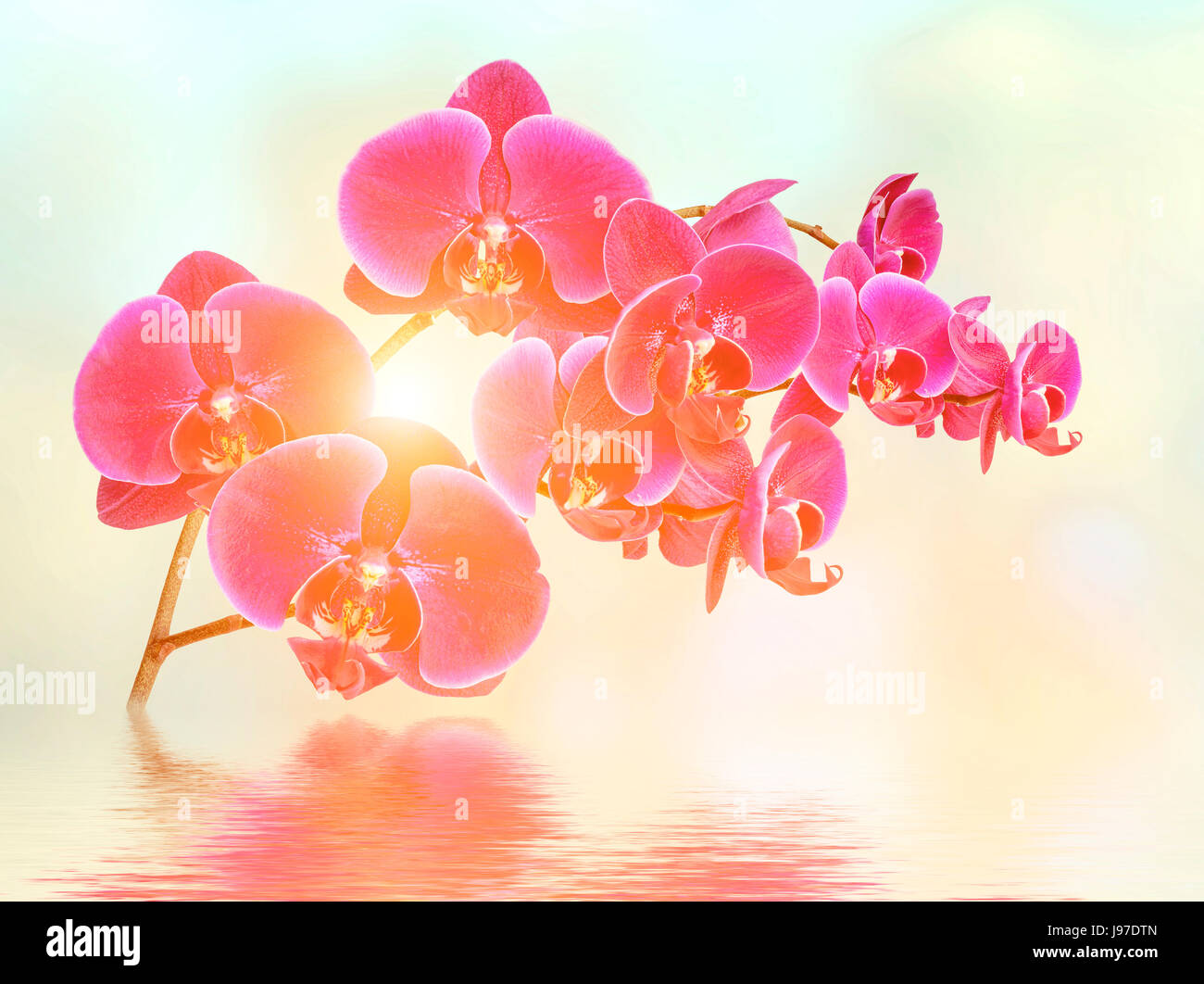 classic orchid and water reflection background Stock Photo - Alamy