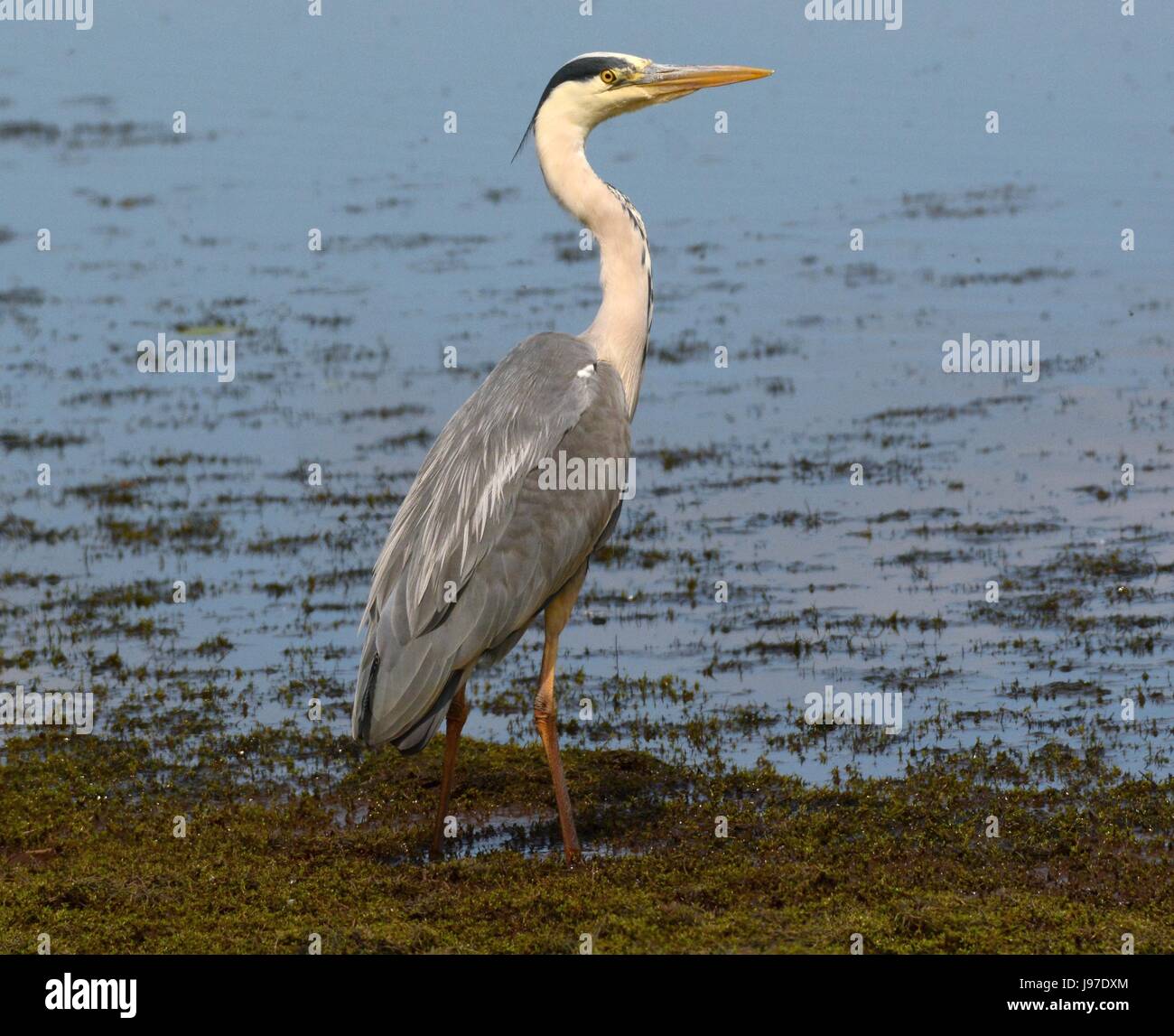 Bennu bird hi-res stock photography and images - Alamy